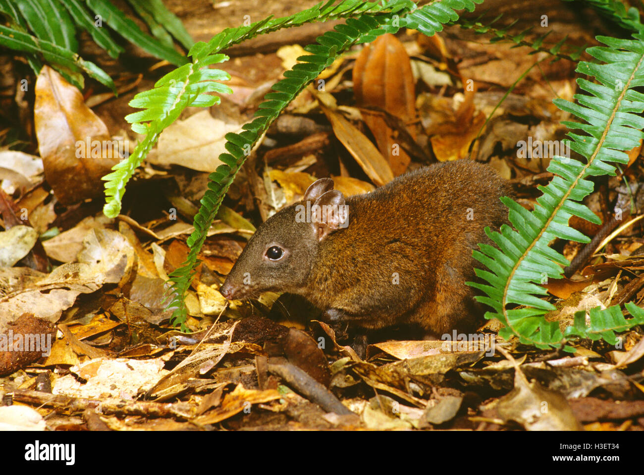 Rat kangaroo musky hi-res stock photography and images - Alamy