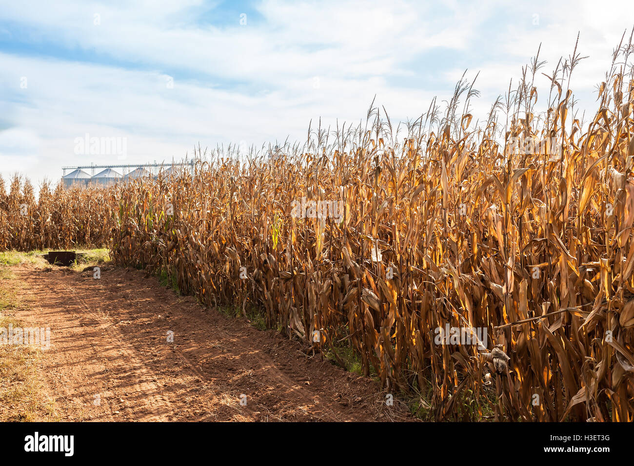 Rural landscape . Field of corn ready for harvest Stock Photo - Alamy