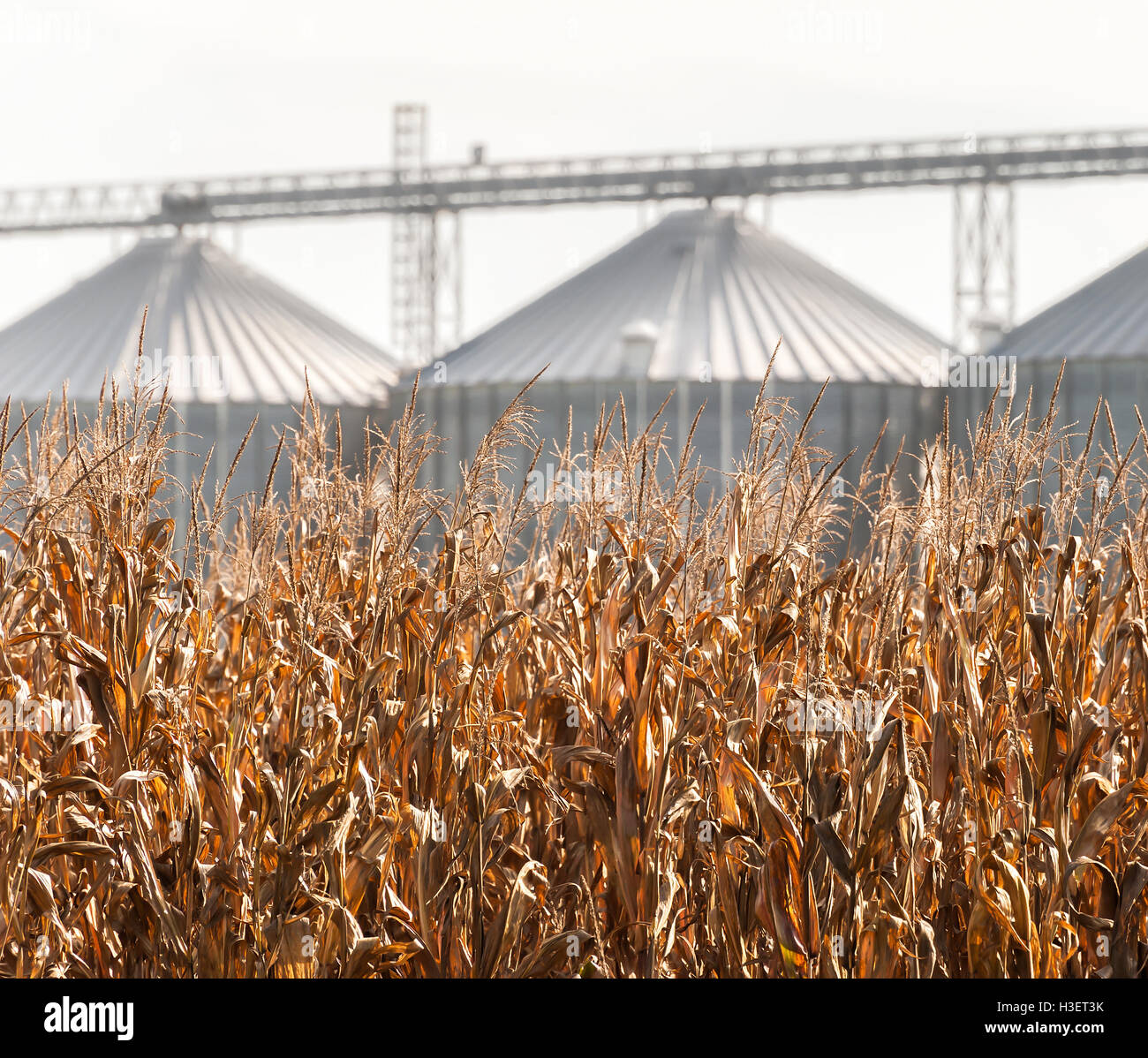 Corn plants ready for harvest. In the background, blurred storage silos ...