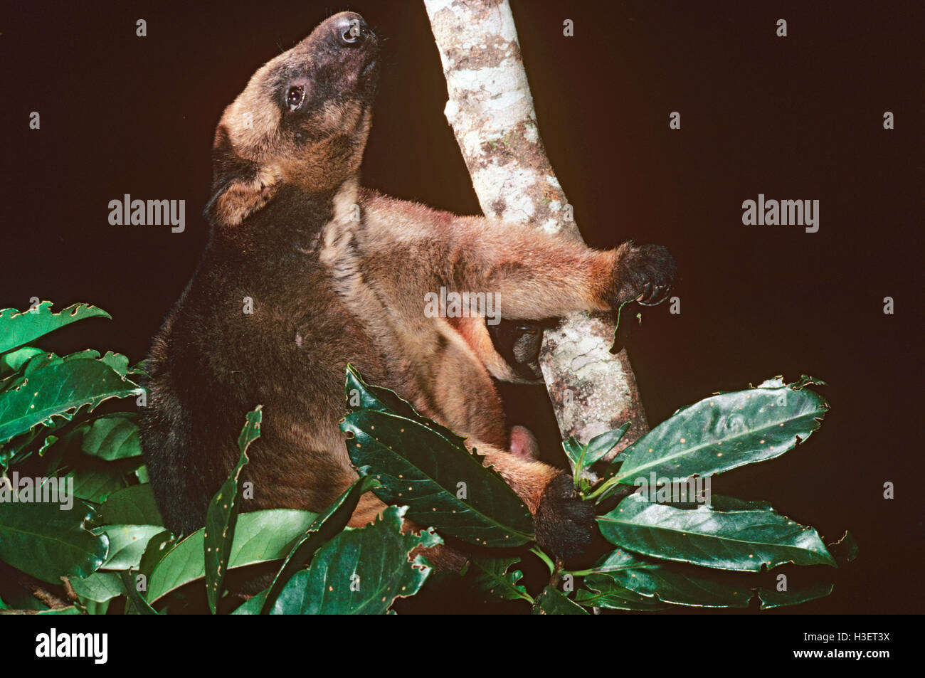 Lumholtz tree-kangaroo (Dendrolagus lumholtzi), in tree at night. The ...