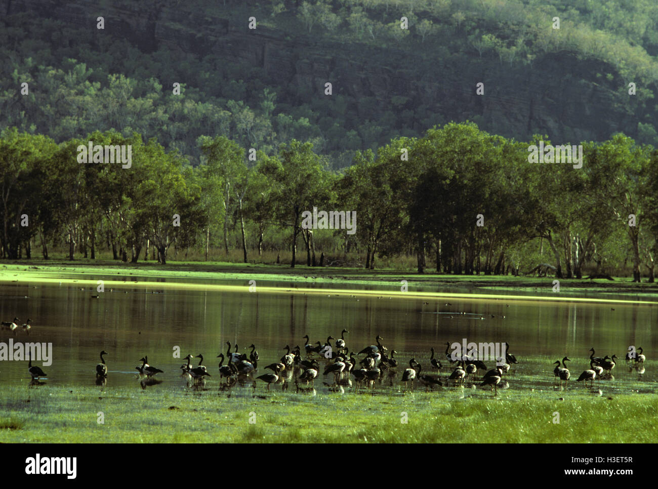 Magpie geese (Anseranas semipalmata). Burrunggui, Kakadu National Park ...