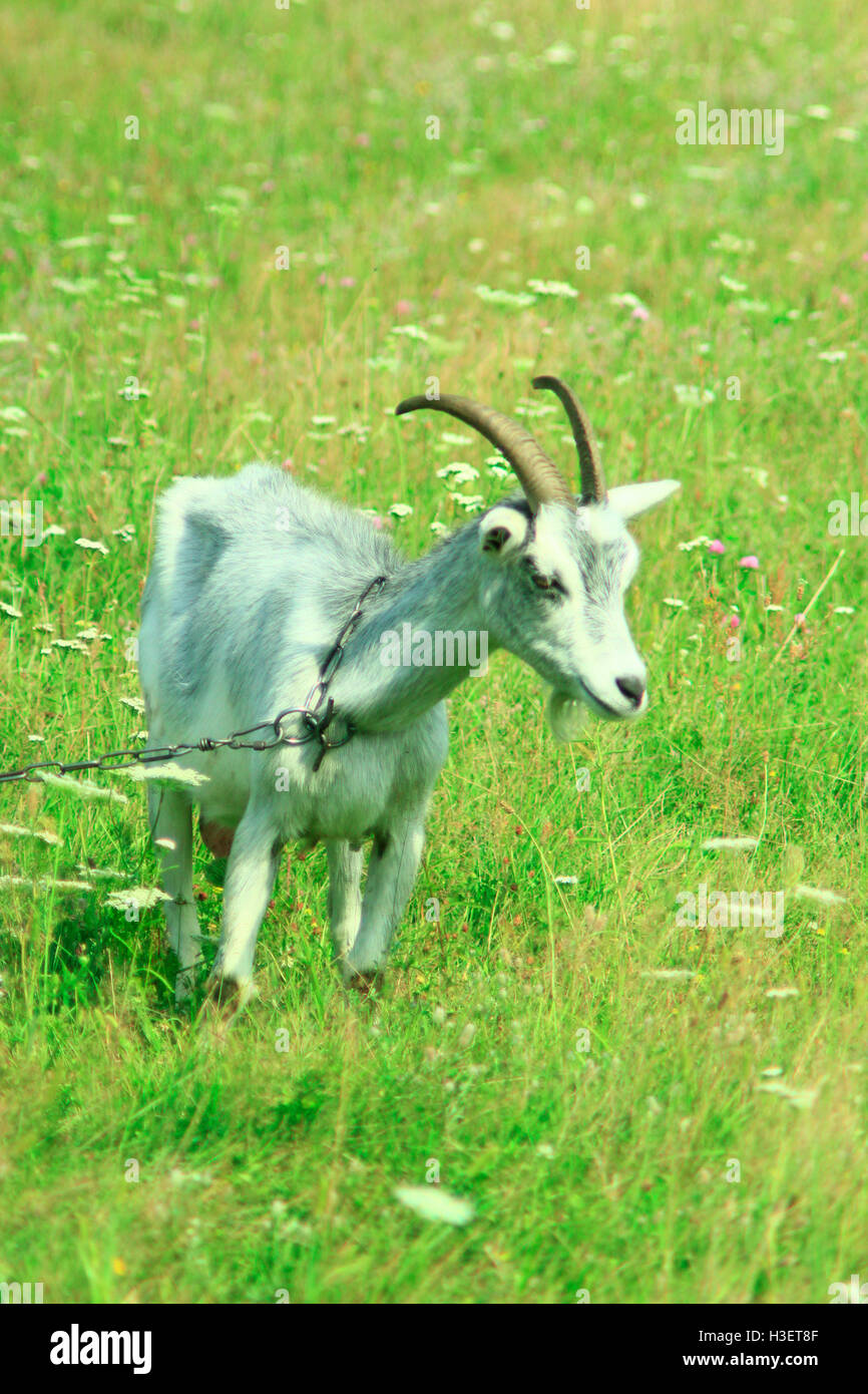 goat tied with chain on the neck on the grazing green grass on the ...
