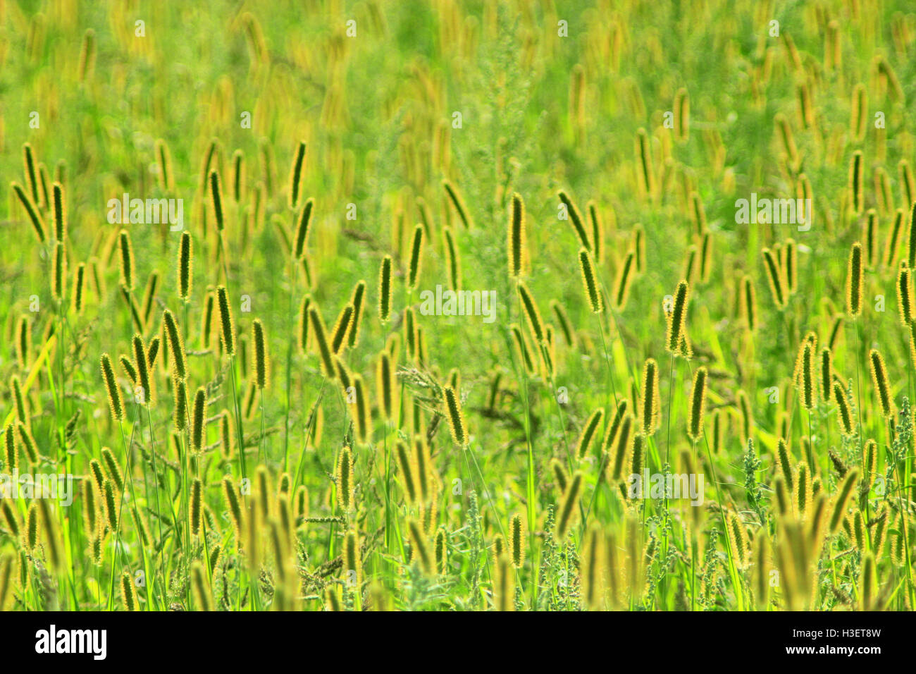 thicket of high green grass on the meadow in the summer Stock Photo - Alamy
