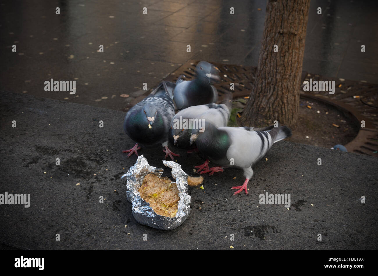 four pigeons eating waste bread in a city Stock Photo - Alamy