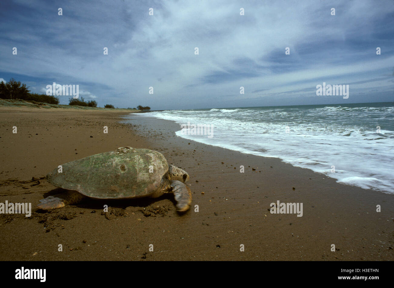 Loggerhead turtle (Caretta caretta), returning to sea. Mon Repos ...
