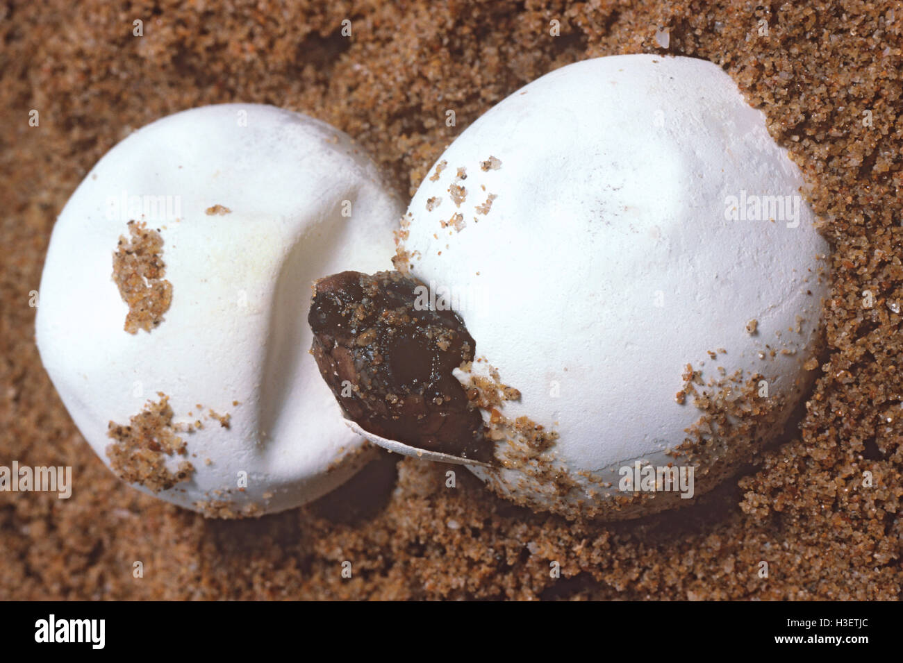 Loggerhead turtle (Caretta caretta), hatching. Mon Repos Conservation ...