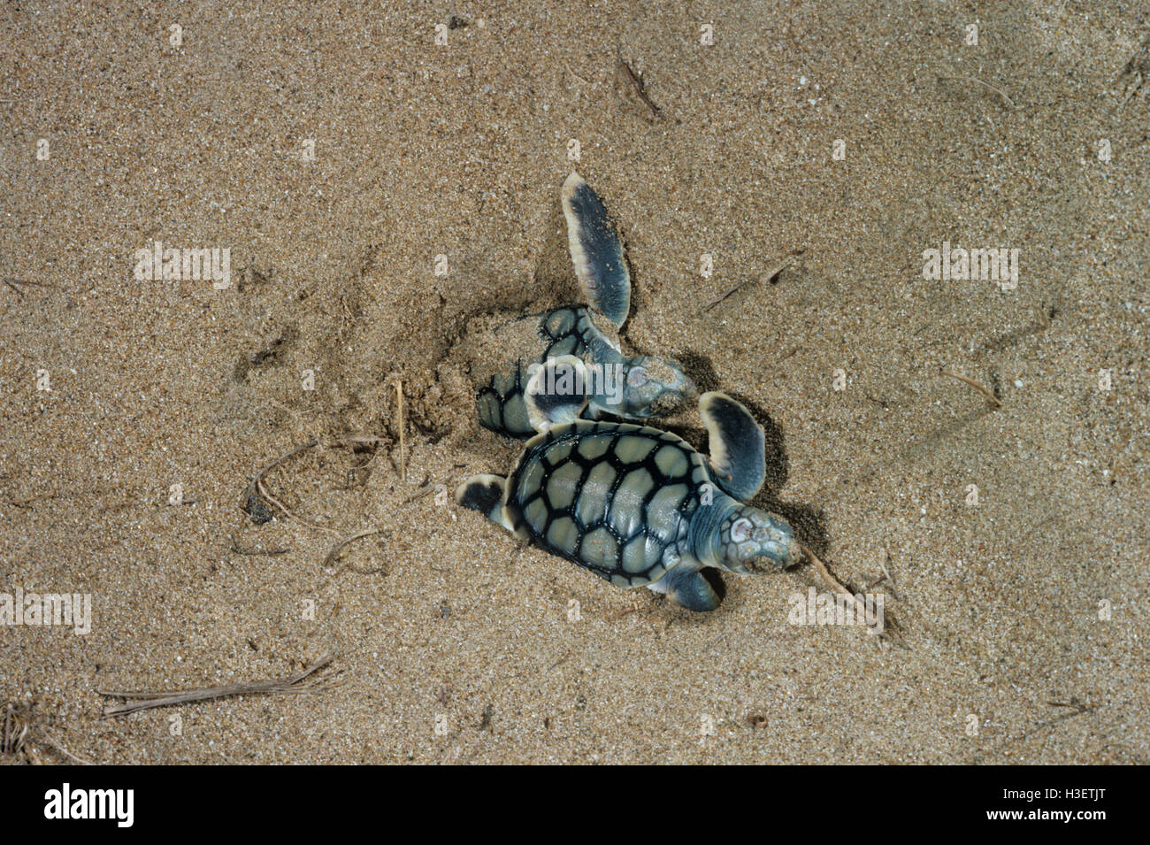 Australian flatback sea turtle natator hi-res stock photography and ...