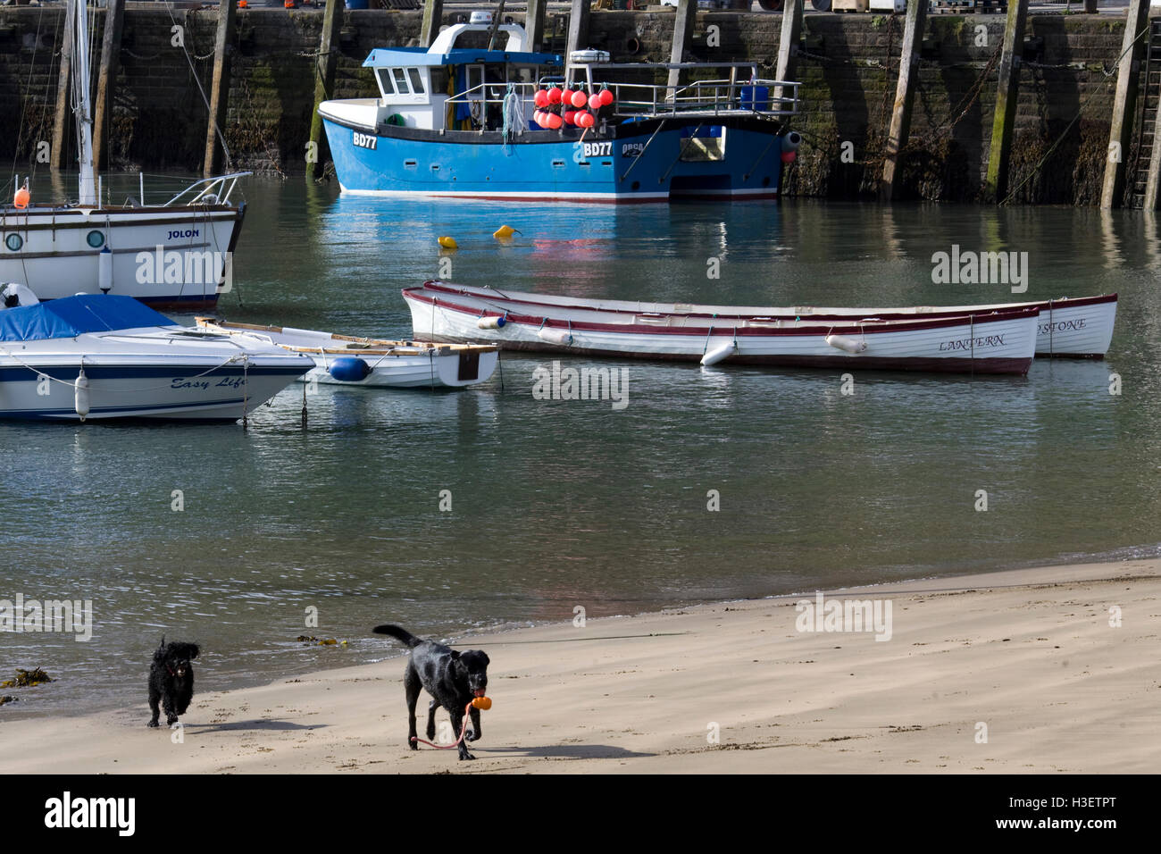 Dogs playing in the Harbor Stock Photo - Alamy