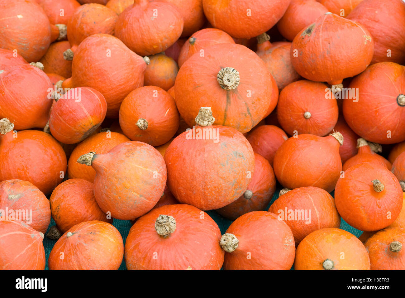 Cucurbita, Red kuri Pumpkin Stock Photo - Alamy