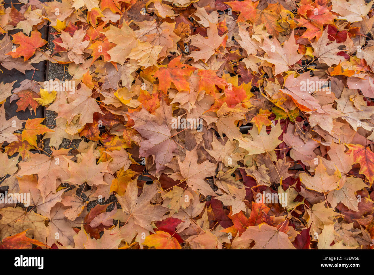 Ground leaves texture hi-res stock photography and images - Alamy