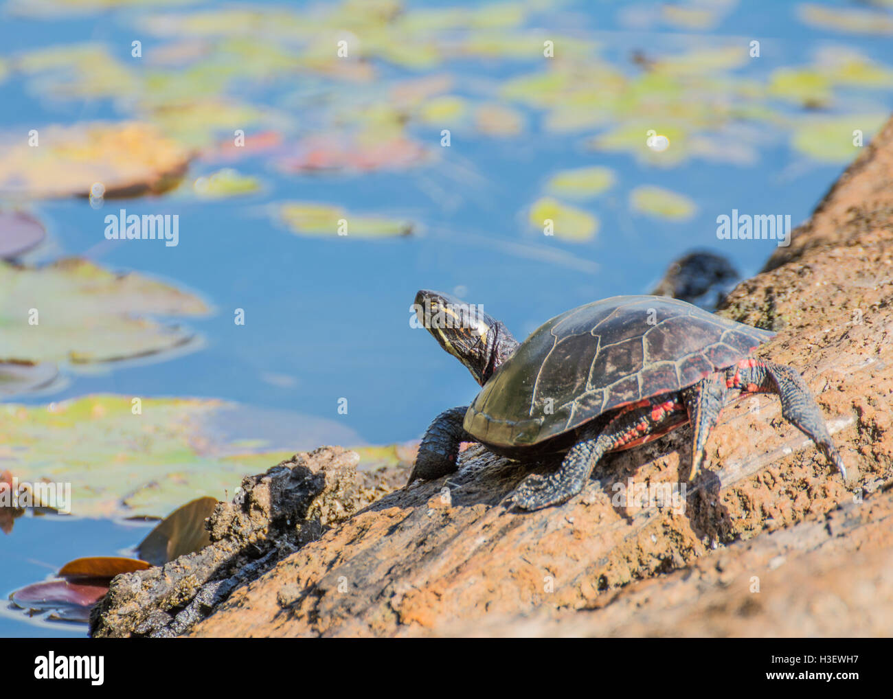 A painted turtle perched on a log in a marsh Stock Photo - Alamy