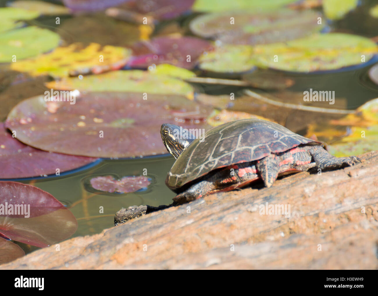 Marsh fauna hi-res stock photography and images - Alamy