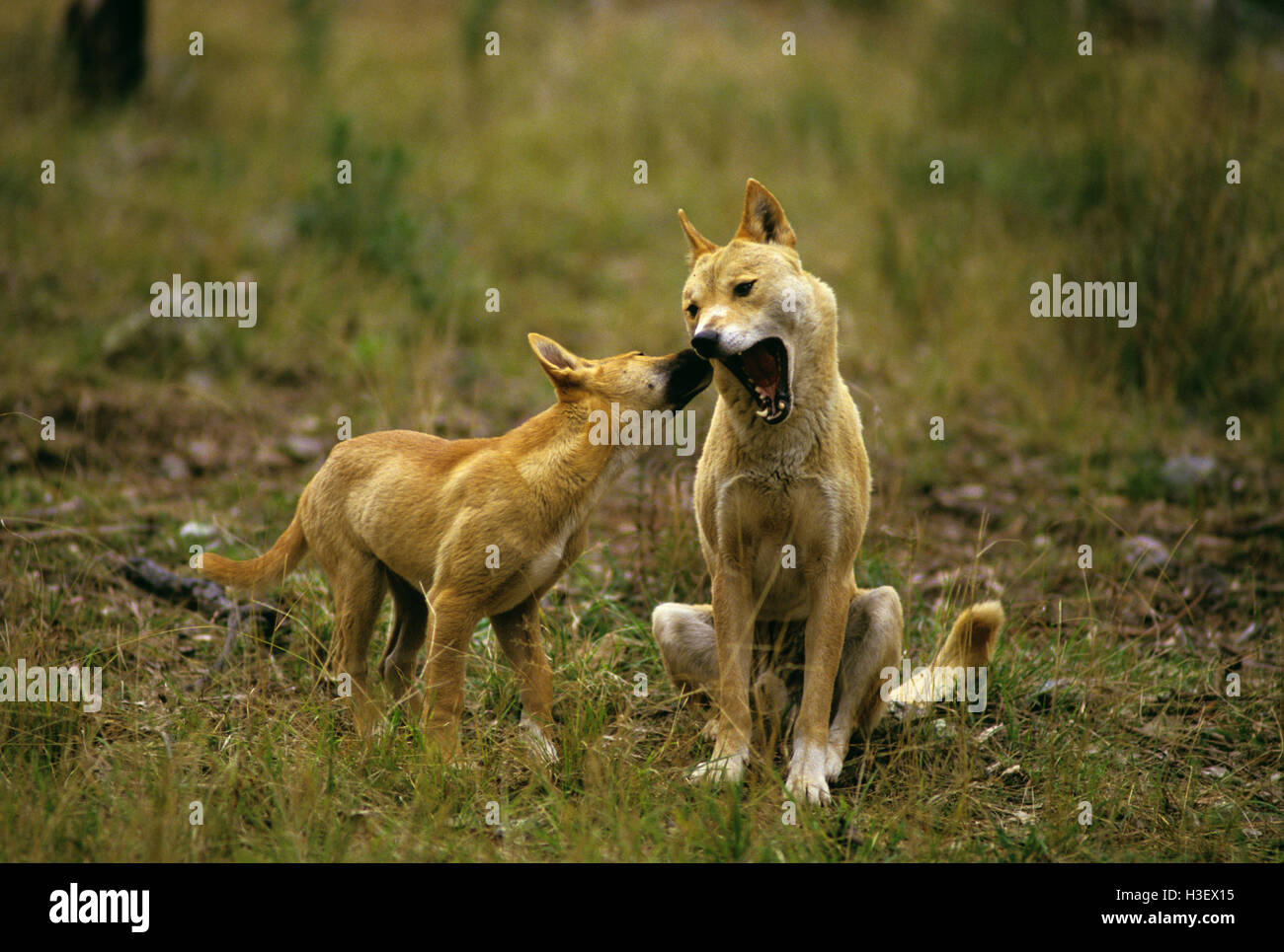 Animal hierarchy hi-res stock photography and images - Alamy