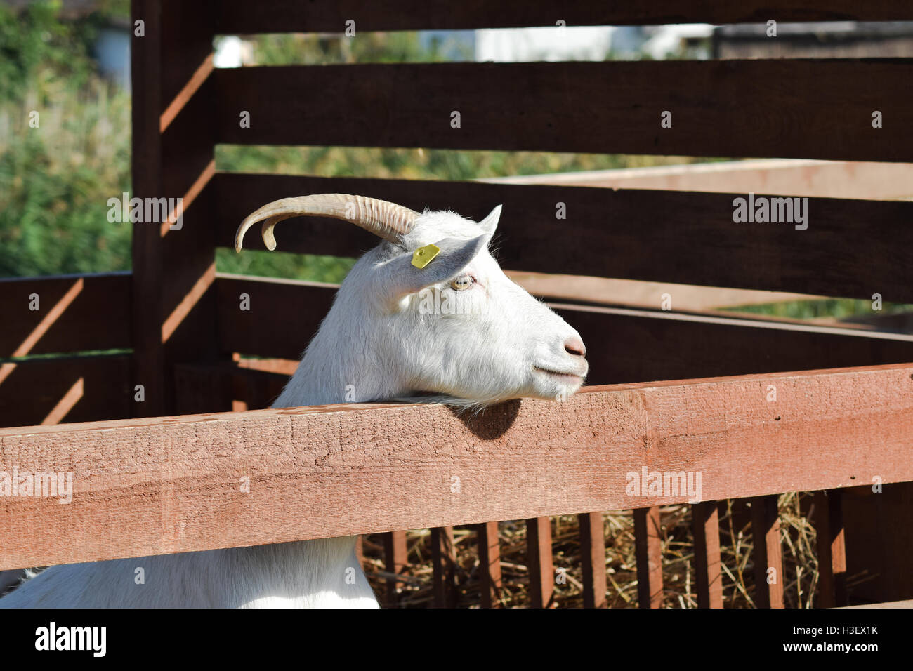 Horned goat eating fresh grass hi-res stock photography and images - Alamy