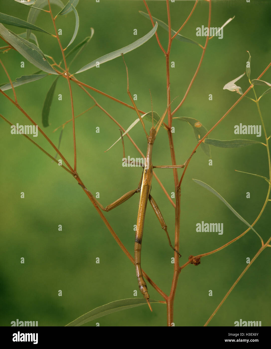 Spur legged phasmid (Didymuria violescens Stock Photo - Alamy