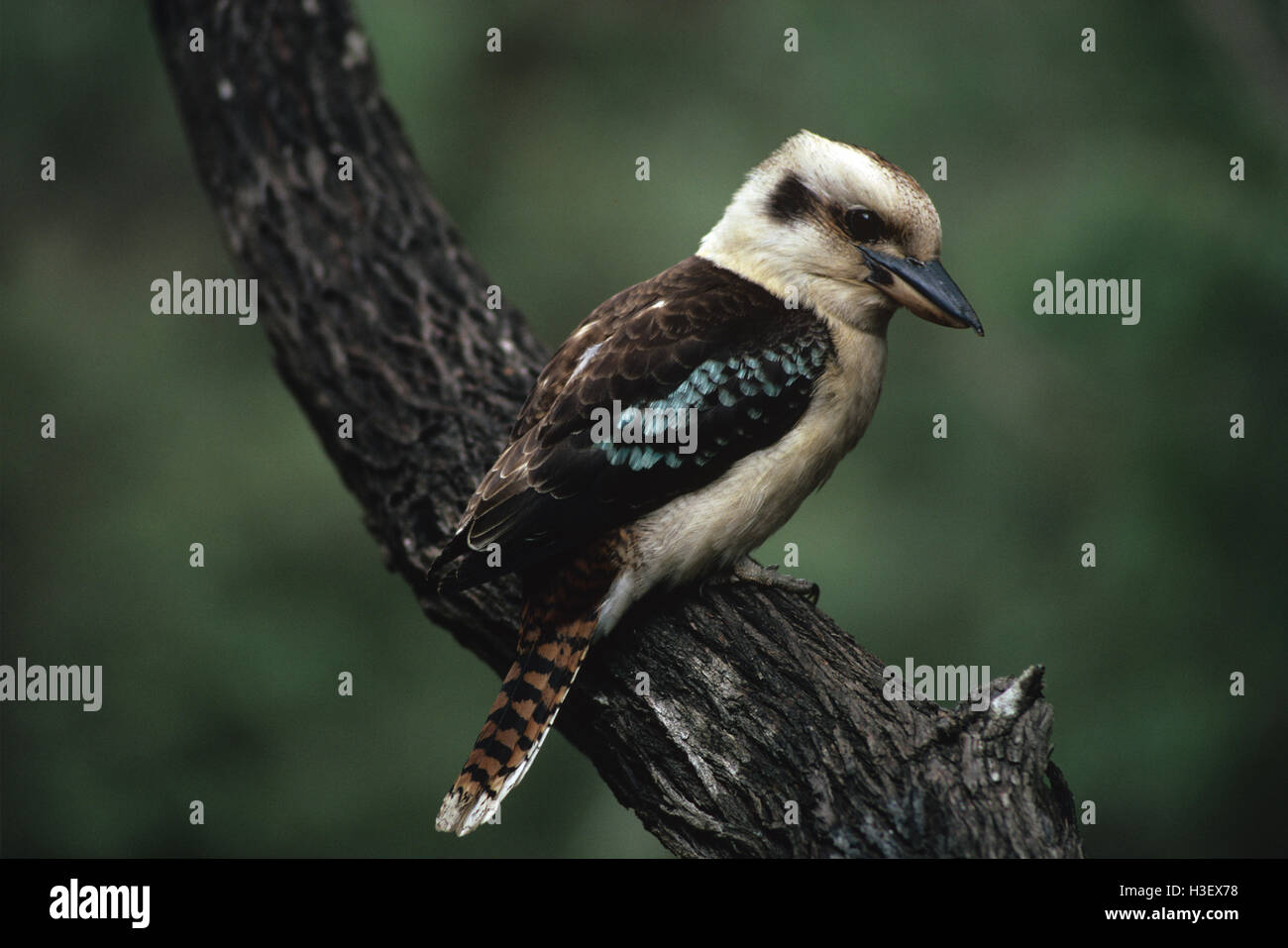 Laughing kookaburra (Dacelo novaeguineae Stock Photo - Alamy