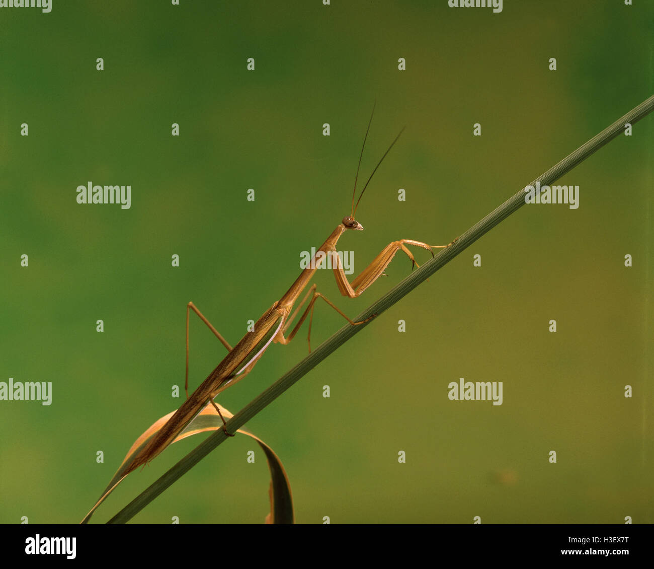 Purple-winged mantis (Tenodera australasiae Stock Photo - Alamy