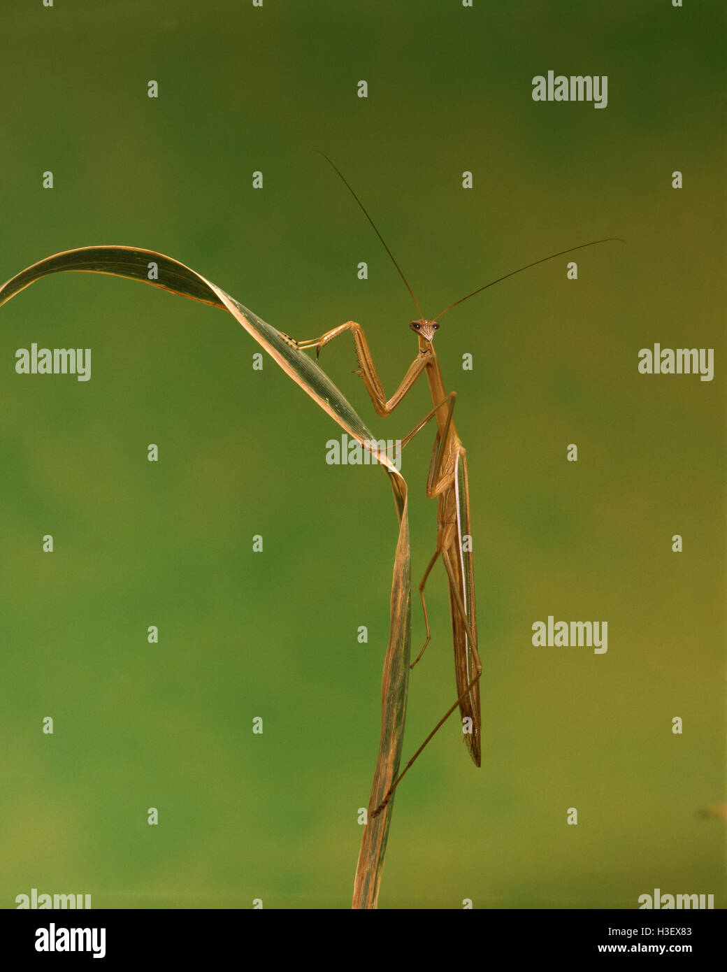 Australian praying mantis hi-res stock photography and images - Alamy