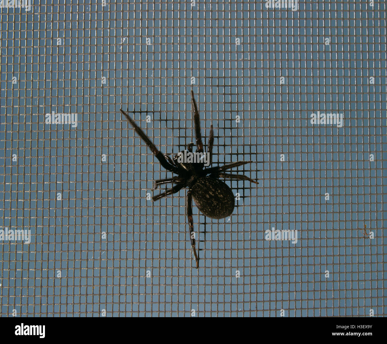 Redback spider (Badumna insignis Stock Photo - Alamy