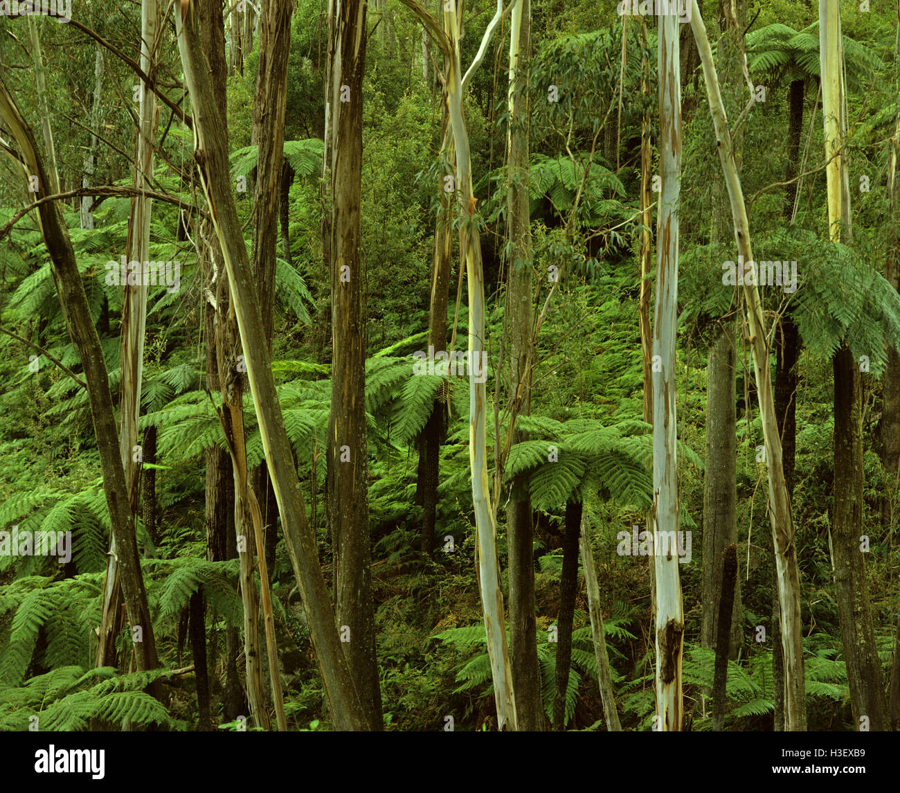 Wet sclerophyll forest with eucalypts and tree ferns Stock Photo - Alamy