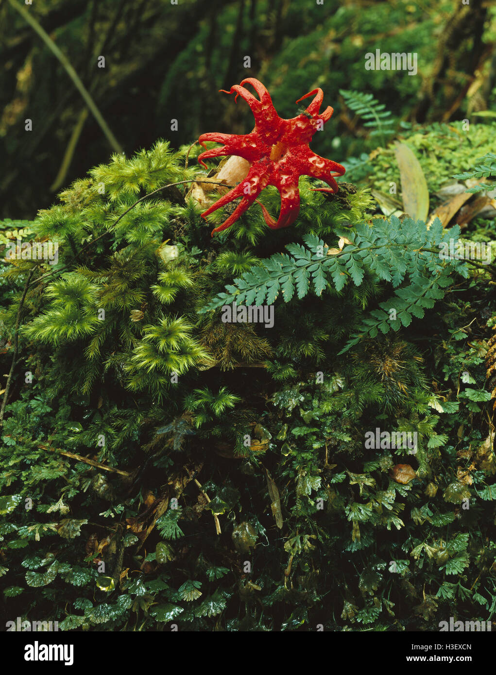 Octopus stinkhorn hi-res stock photography and images - Alamy