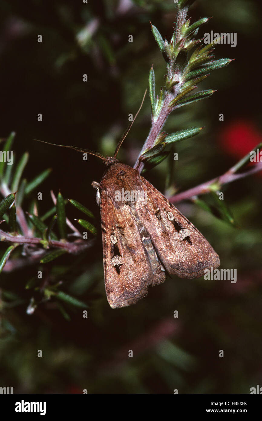 Bogong moth (Agrotis infusa Stock Photo - Alamy