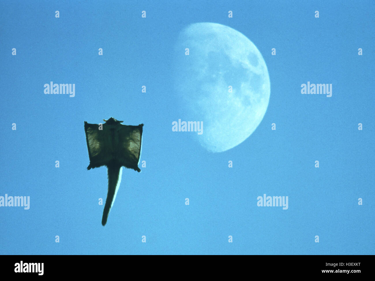 Yellow-bellied glider (Petaurus australis Stock Photo - Alamy