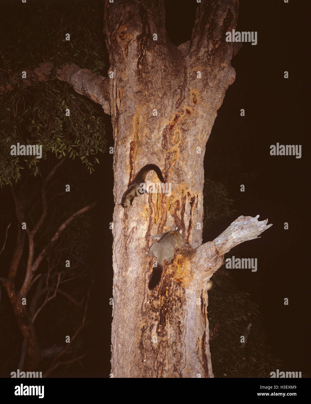 Yellow-bellied glider (Petaurus australis Stock Photo - Alamy