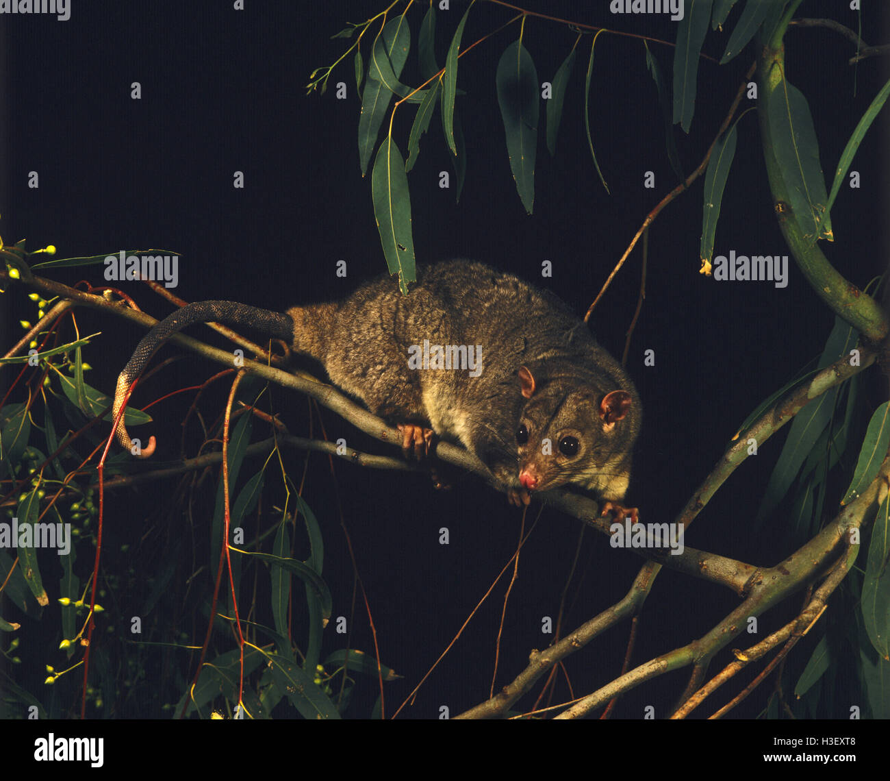 Scaly-tailed possum (Wyulda squamicaudata Stock Photo - Alamy