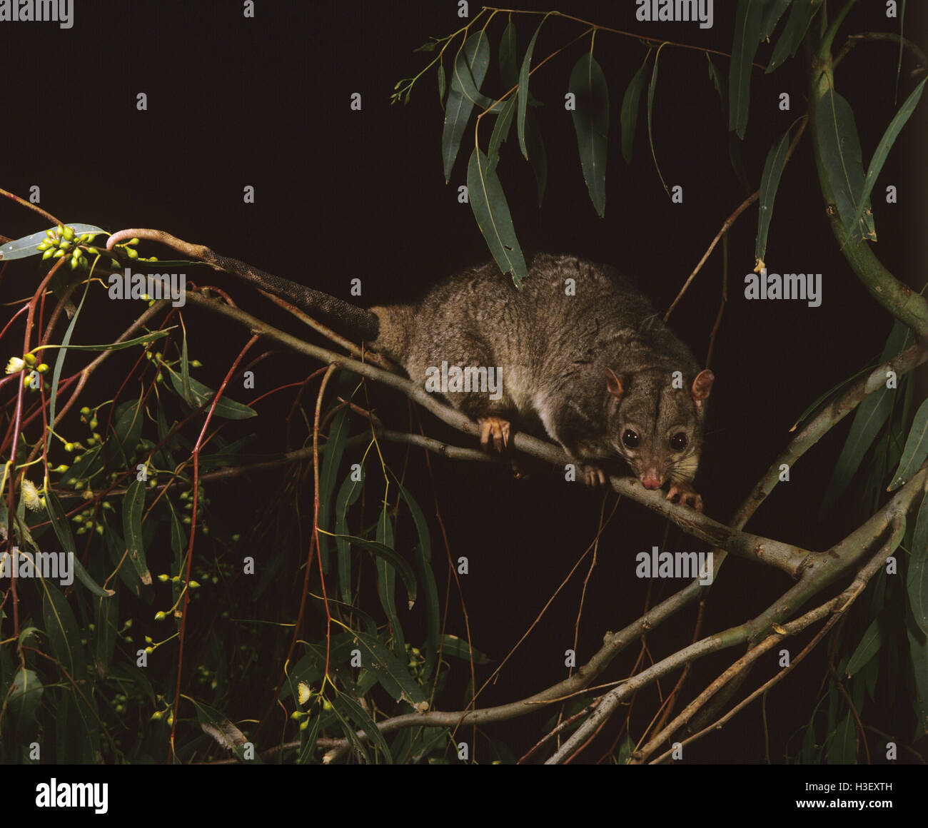Scaly-tailed possum (Wyulda squamicaudata Stock Photo - Alamy