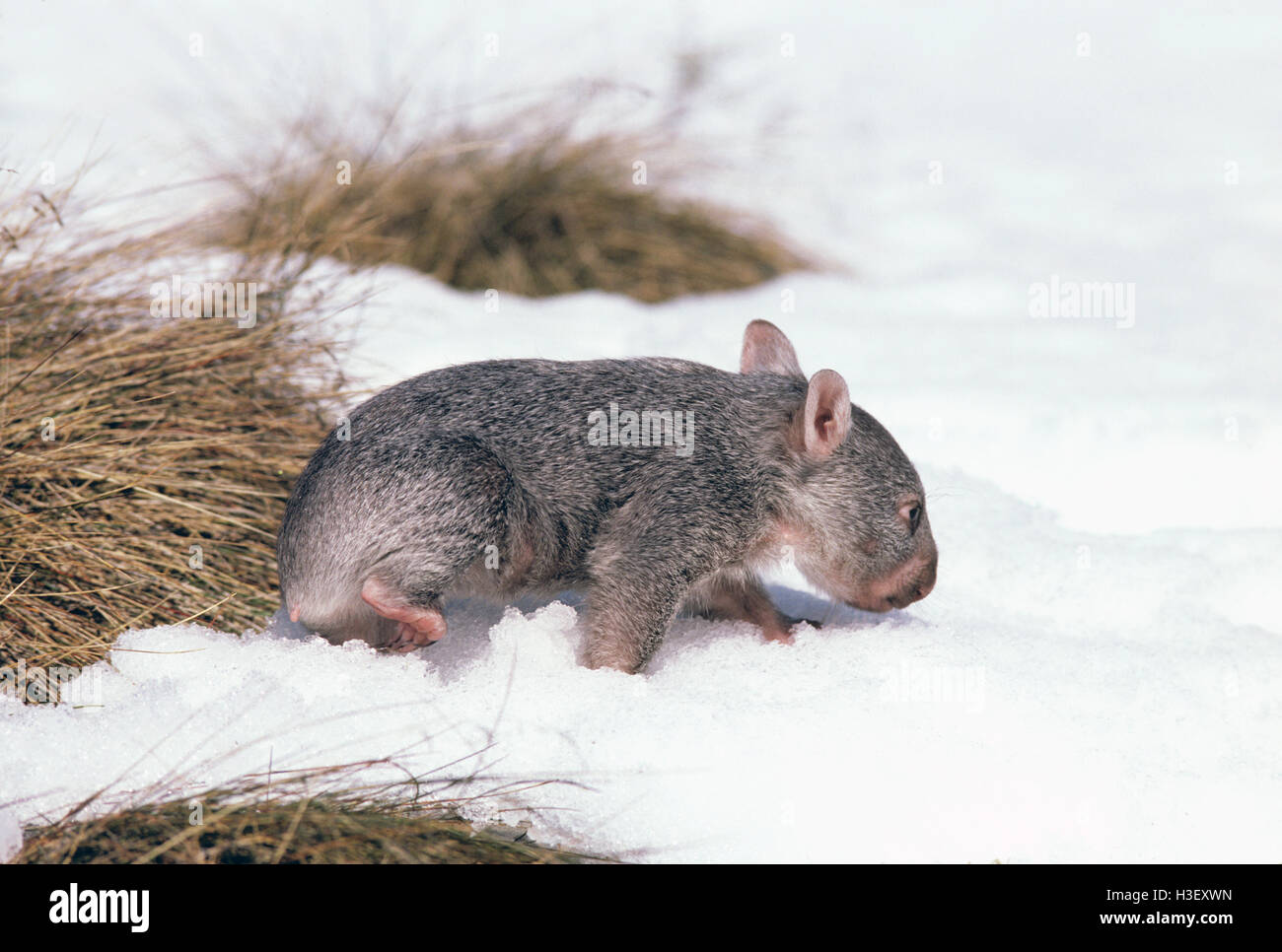 Baby wombat hi-res stock photography and images - Alamy