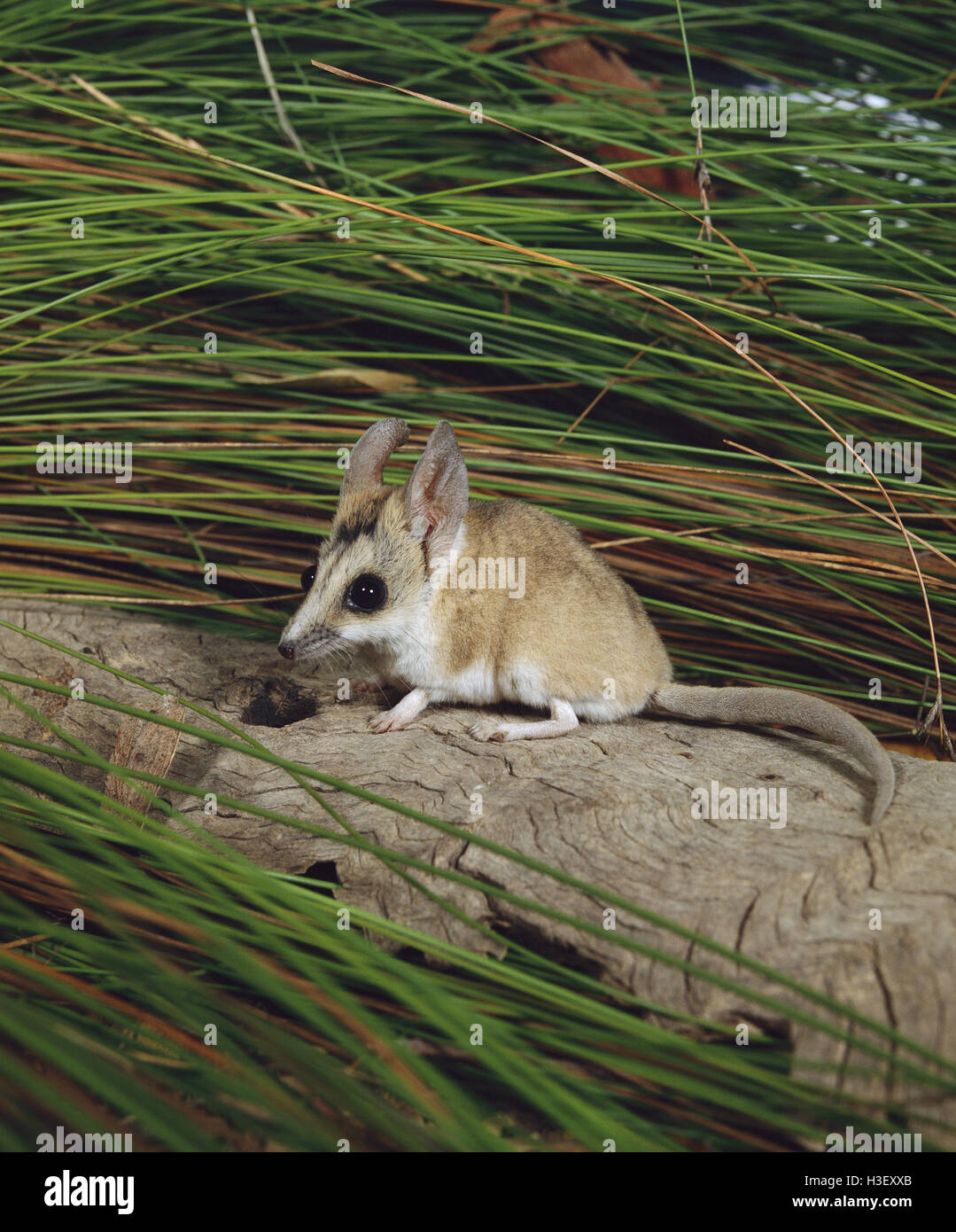 Fat tailed dunnart hi-res stock photography and images - Alamy