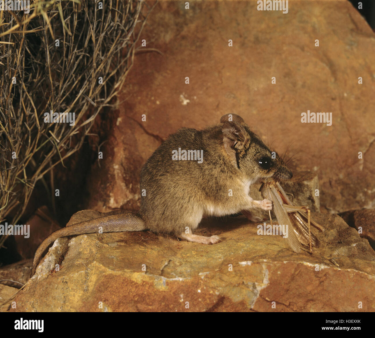 Fat-tailed dunnart (Sminthopsis crassicaudata Stock Photo - Alamy