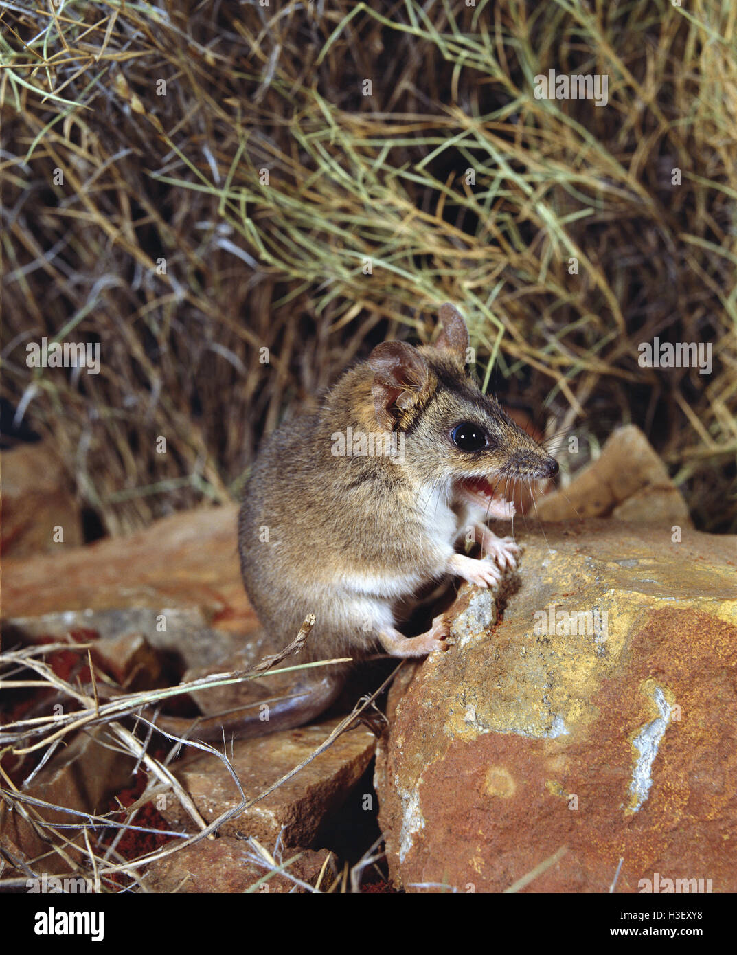 Sminthopsis hi-res stock photography and images - Alamy