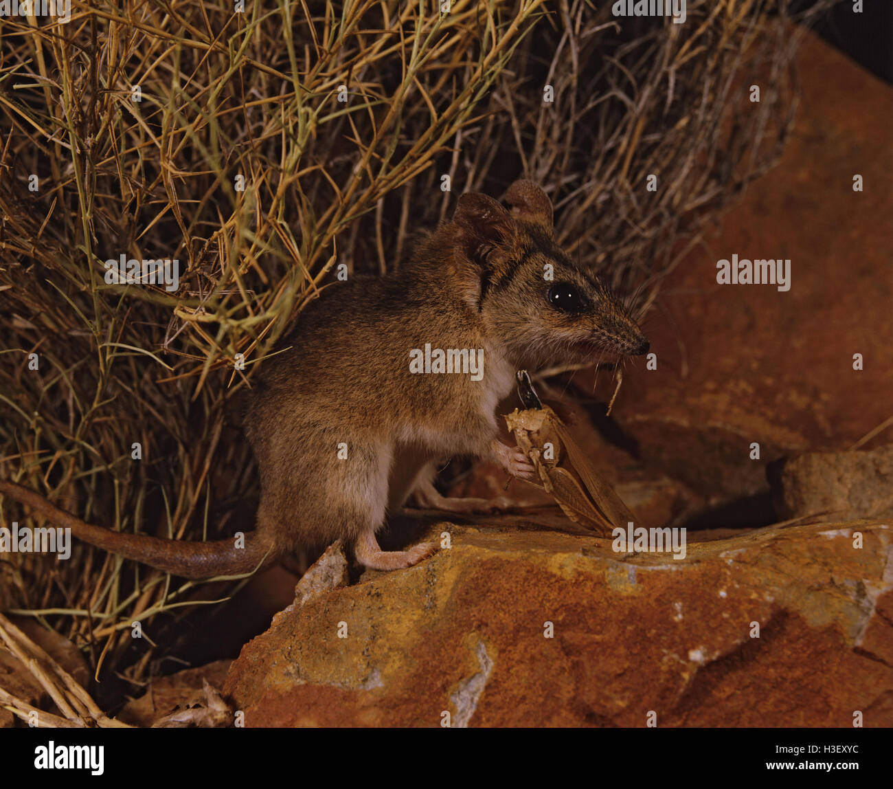 Narrow footed marsupial mouse hi-res stock photography and images - Alamy