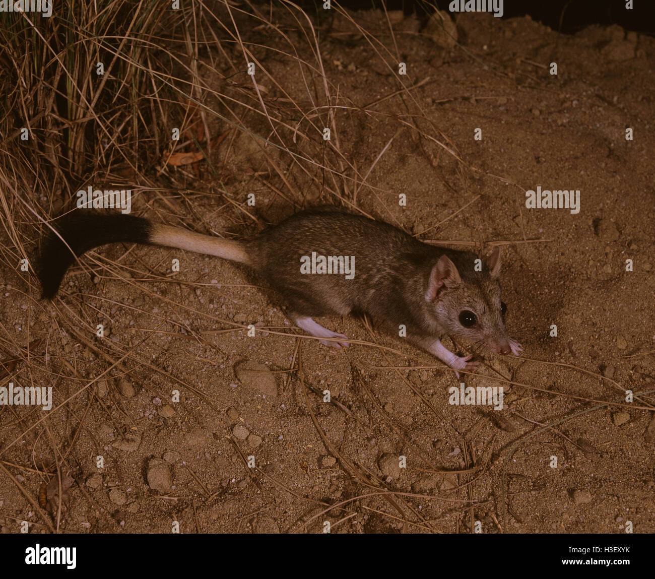 Kowari (Dasyuroides byrnei Stock Photo - Alamy