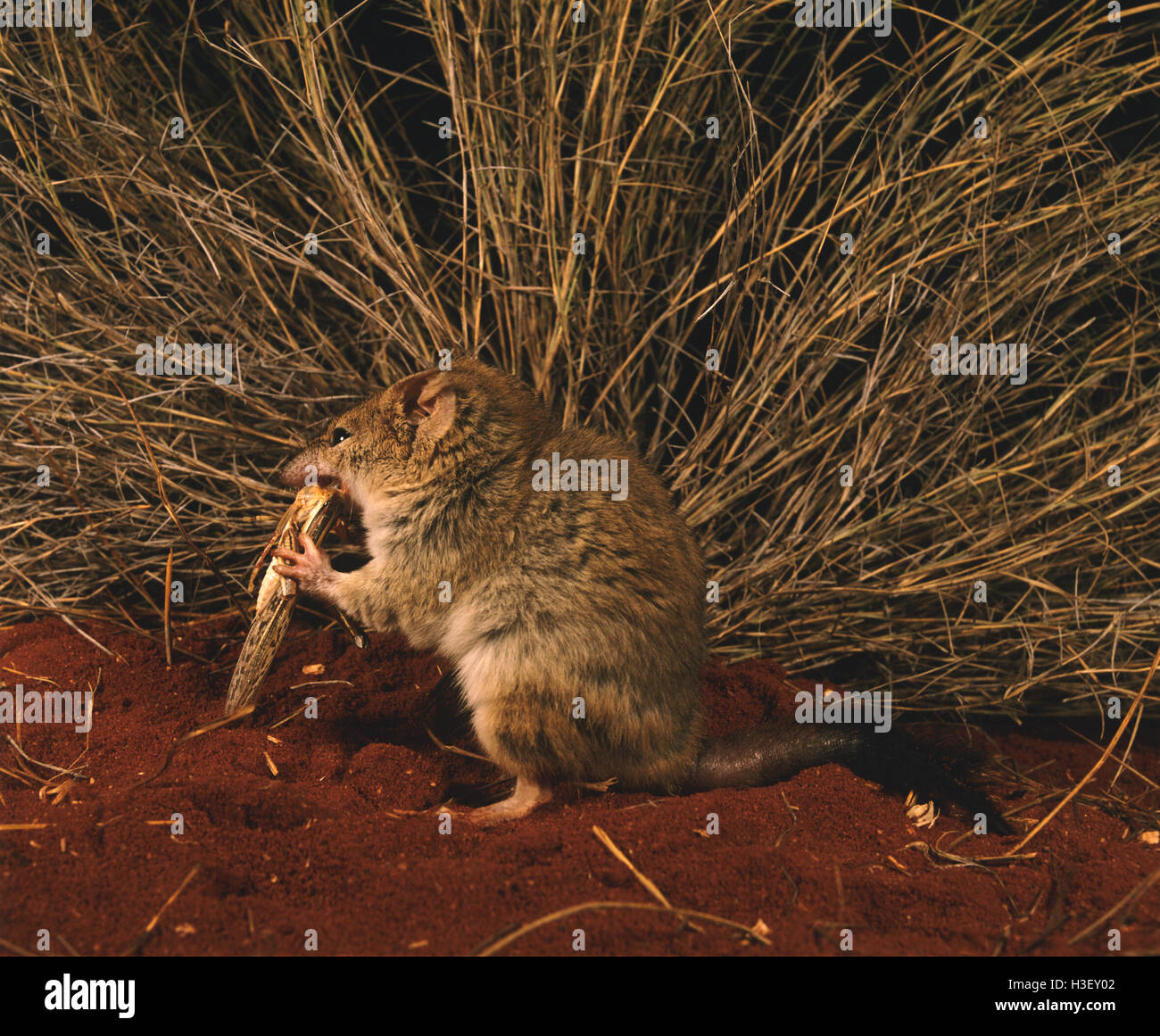Crest tailed mulgara hi-res stock photography and images - Alamy