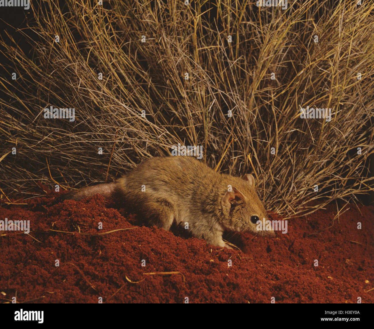 Crest tailed marsupial mouse hi-res stock photography and images - Alamy