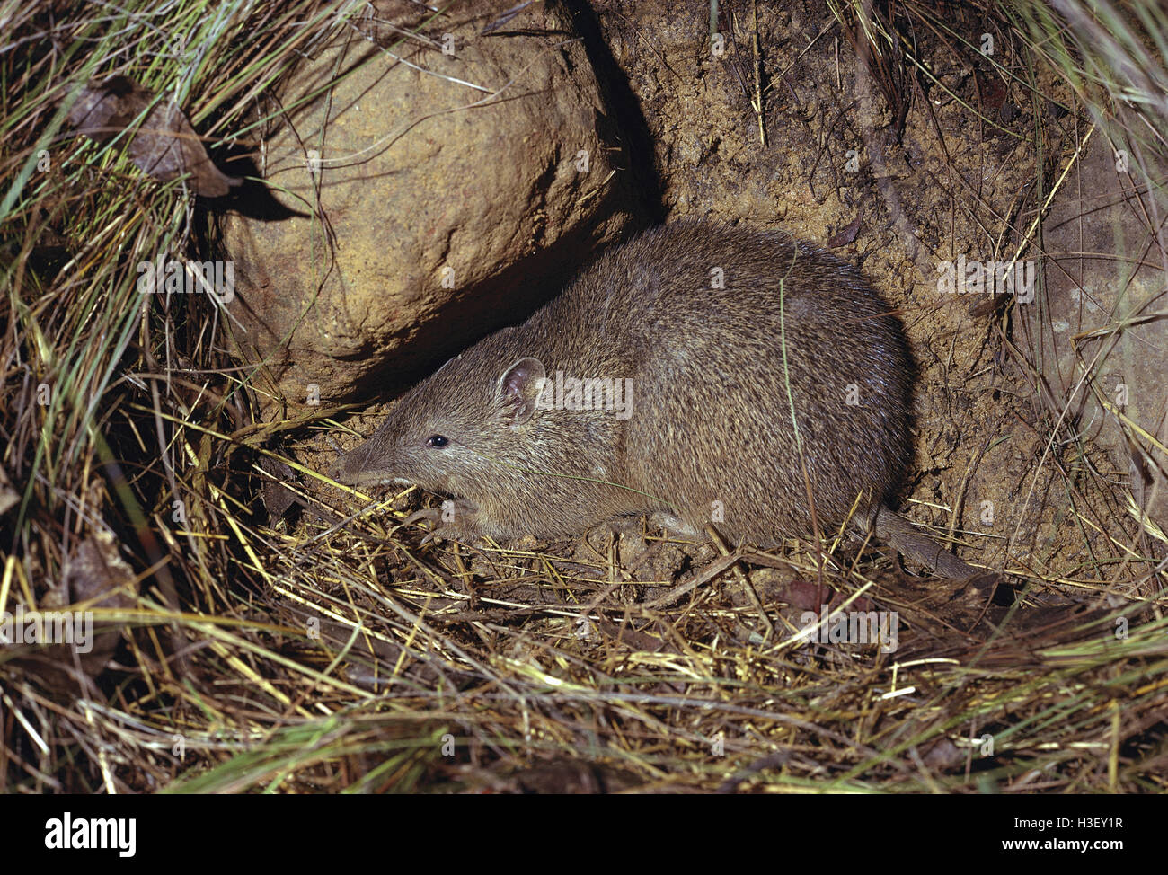 Southern short nosed bandicoot hi-res stock photography and images - Alamy