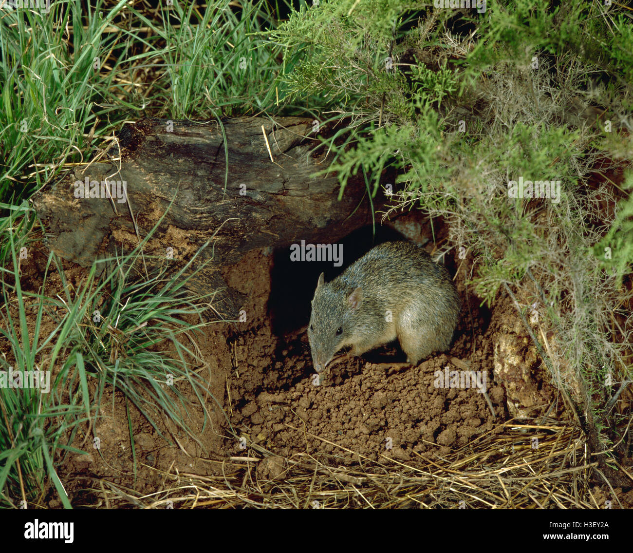 Northern brown bandicoot (Isoodon macrourus Stock Photo - Alamy
