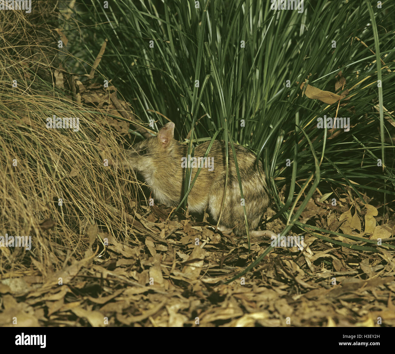 Eastern barred bandicoot (Perameles gunnii Stock Photo - Alamy