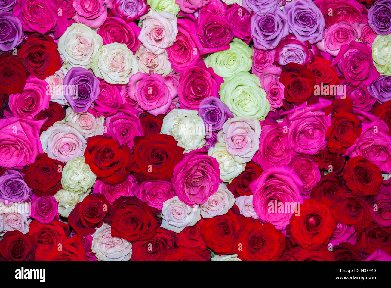 Colorful roses background Stock Photo - Alamy