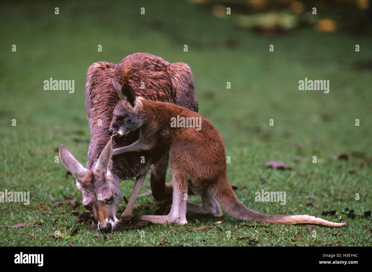 Red kangaroo (Macropus rufus Stock Photo - Alamy
