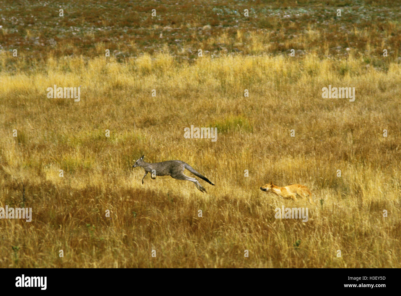 Dingo Hunt High Resolution Stock Photography and Images - Alamy
