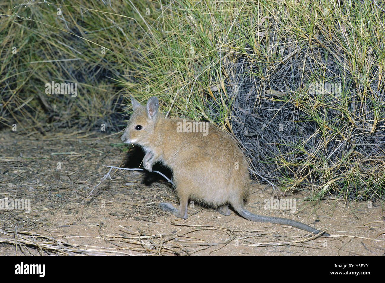 Mala fauna hi-res stock photography and images - Alamy