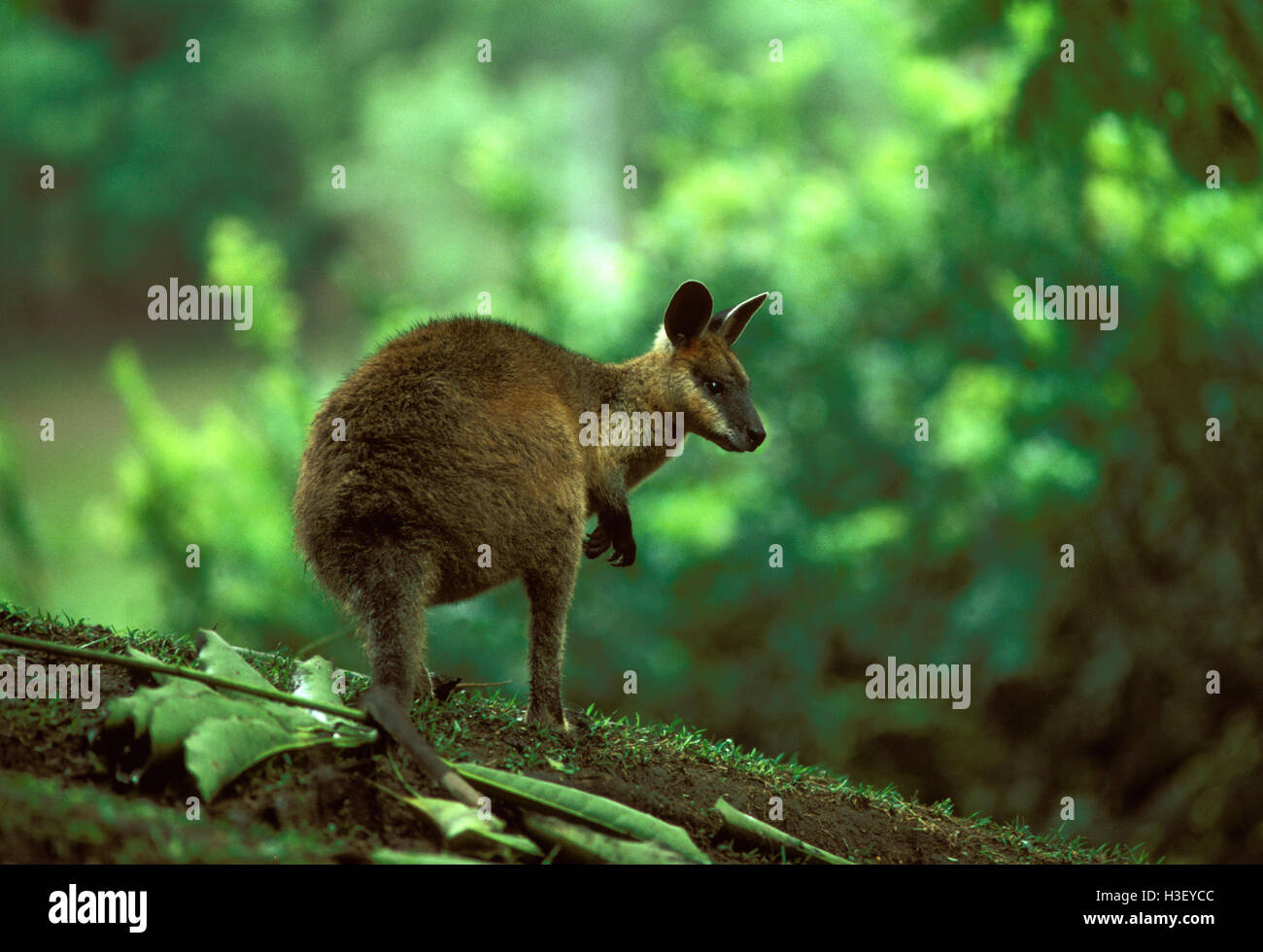 Swamp wallaby (Wallabia bicolor Stock Photo - Alamy