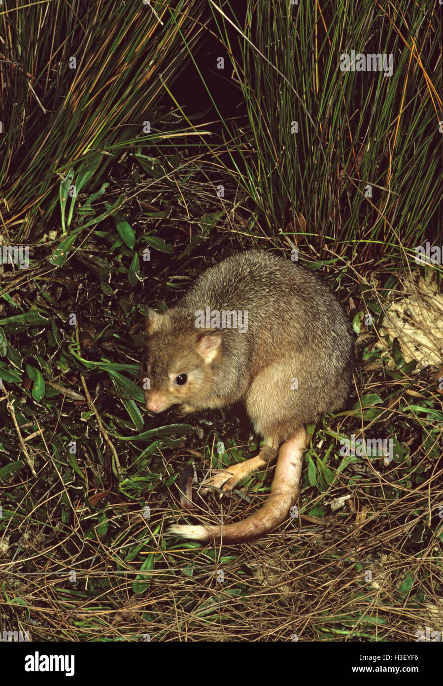 Bettong hi-res stock photography and images - Alamy