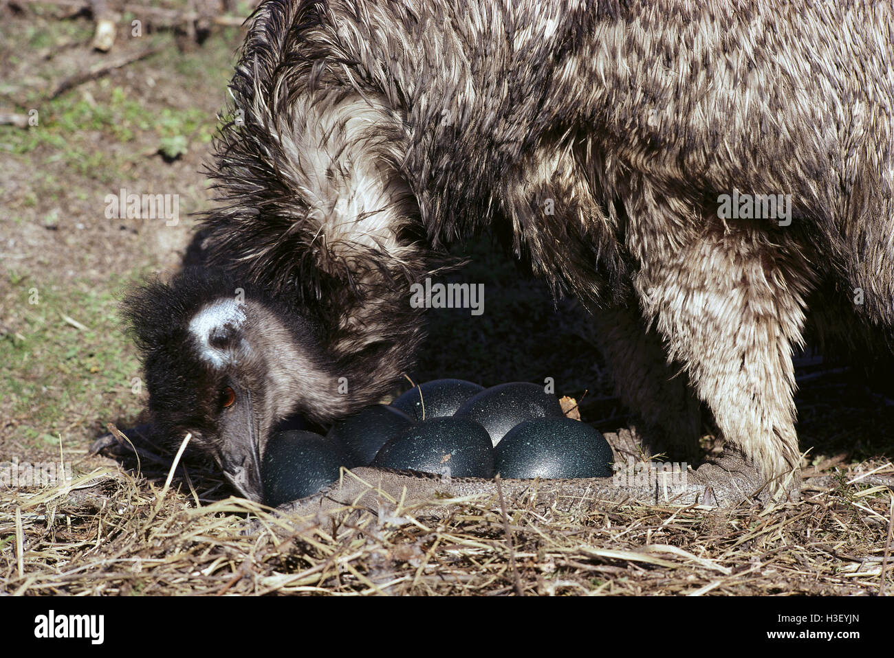Emu (Dromaius novaehollandiae Stock Photo - Alamy