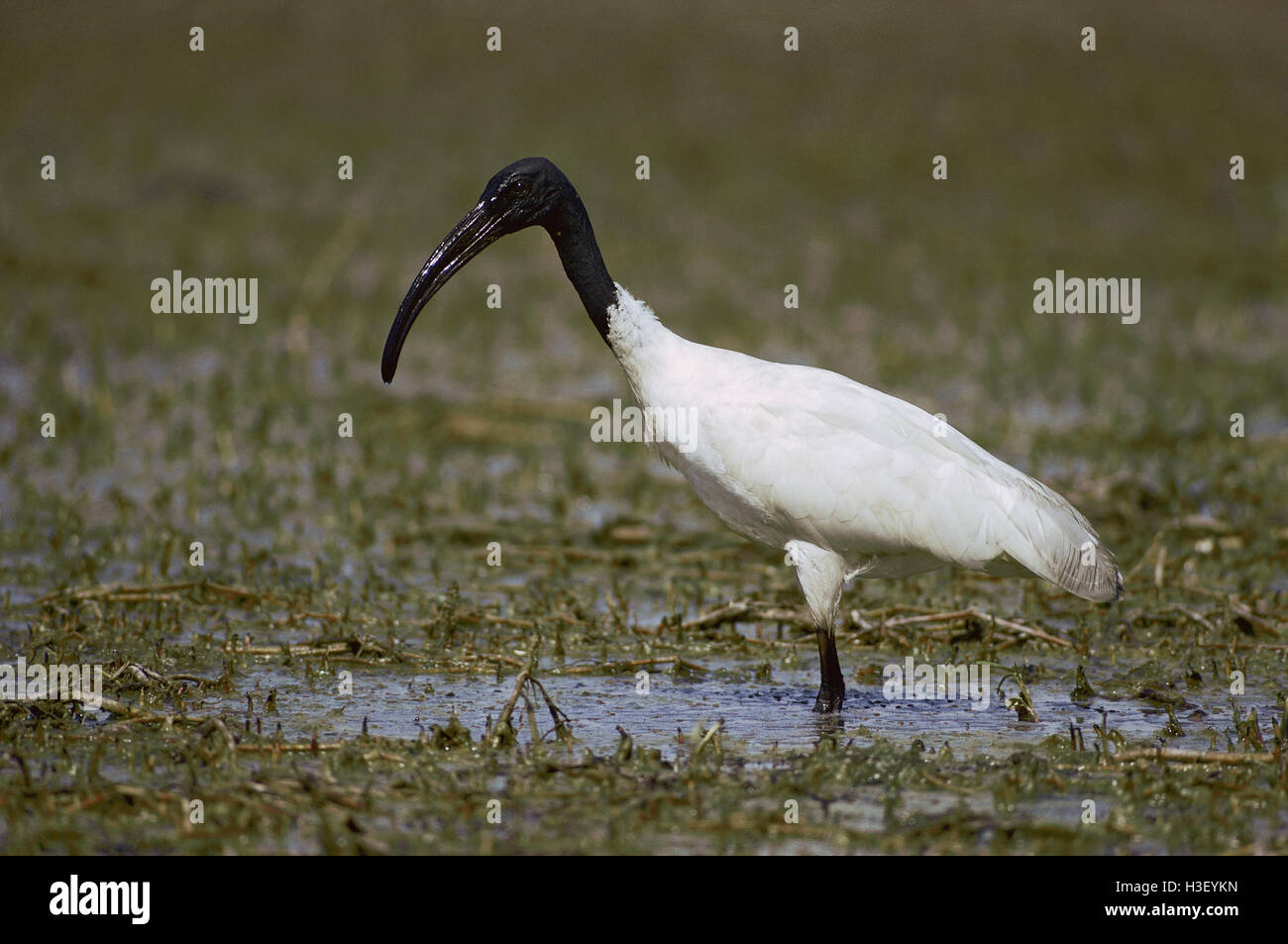 Black-headed ibis (Threskiornis melanocephalus Stock Photo - Alamy