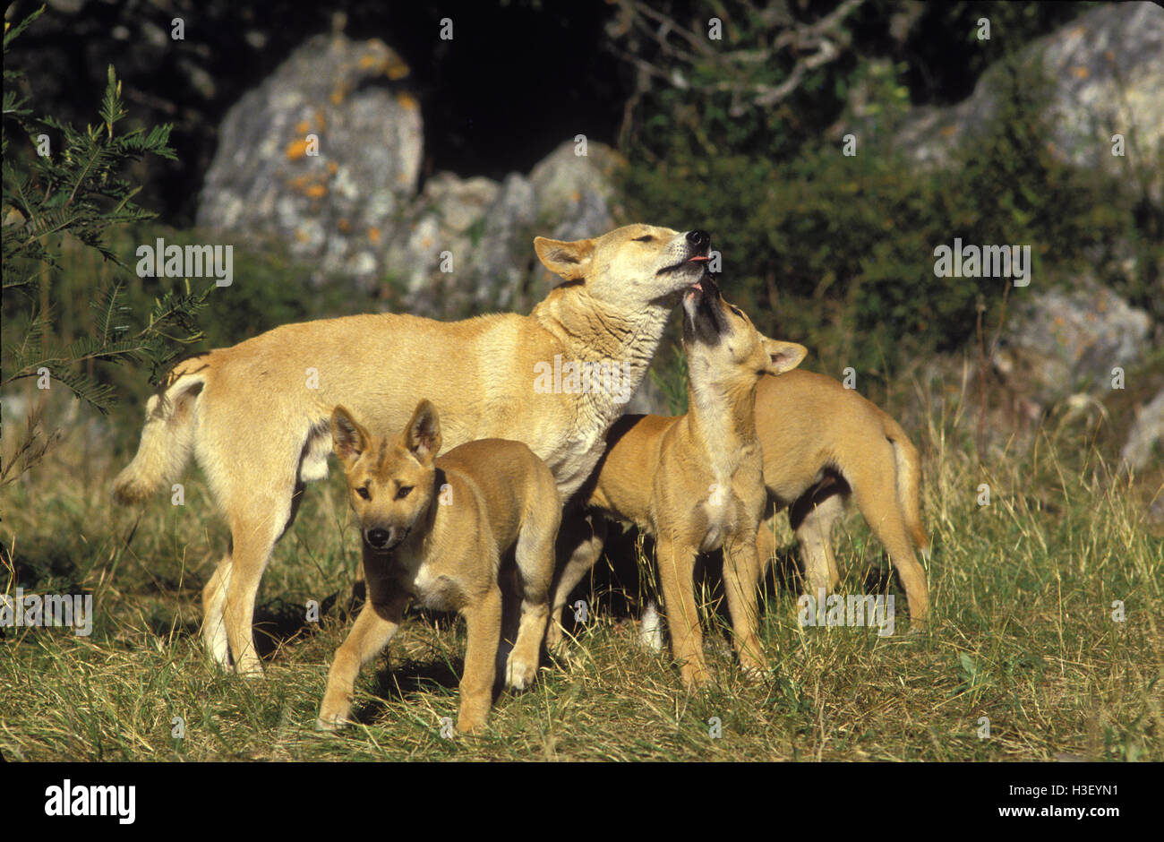 Dingo (Canis dingo Stock Photo - Alamy